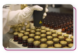 New Era Compounding – The Evolution of Health is Here
